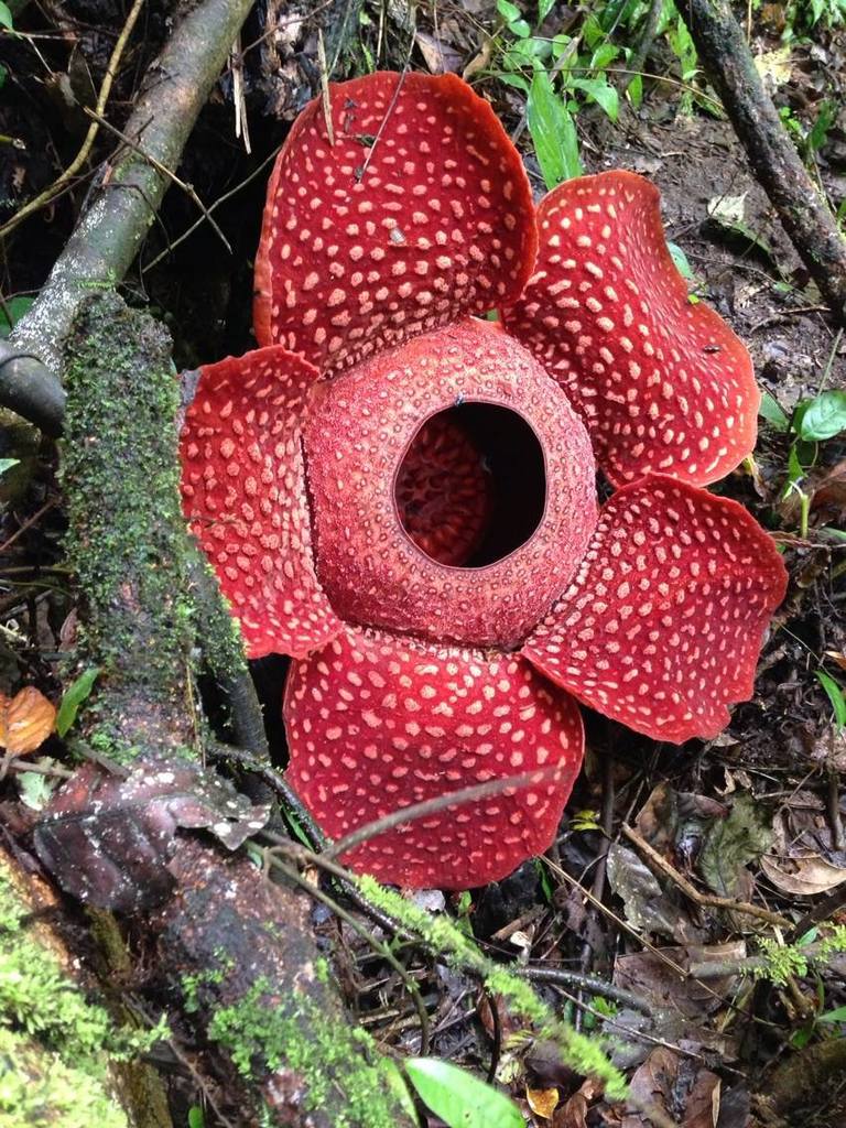 rafflesia family (Rafflesiaceae) - Botanical Realm