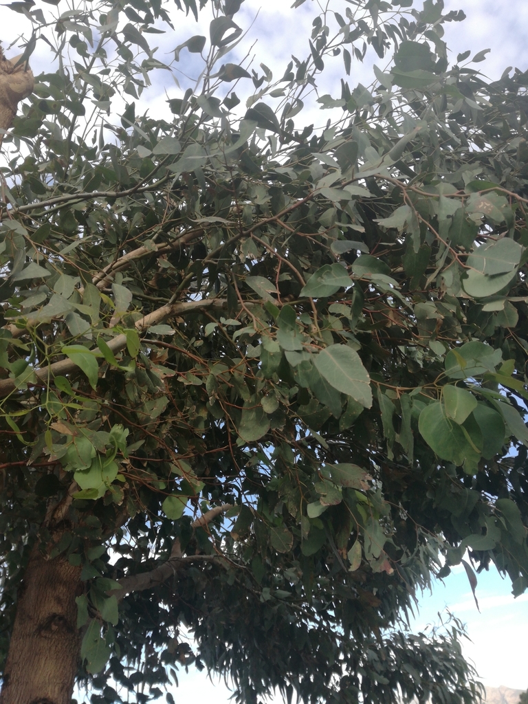 Tuart from Southfield, Cape Town, 7880, South Africa on April 24, 2020 ...