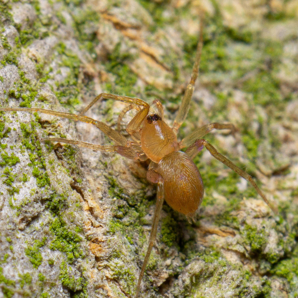 Goblin spiders from Emerald Point on April 24, 2020 at 12:50 AM by ...