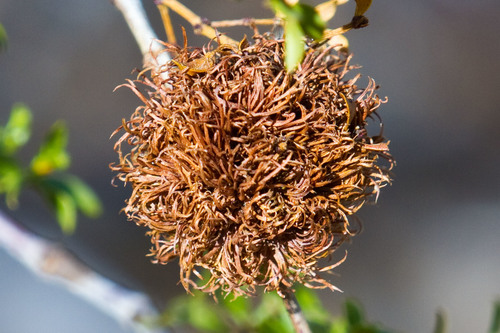 Gall Identification · iNaturalist