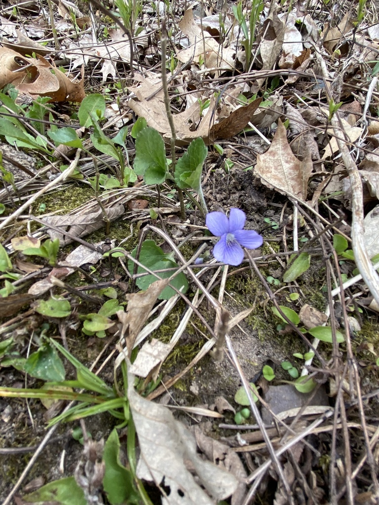 marsh blue violet from E 104th St, Bloomington, MN, US on April 21 ...