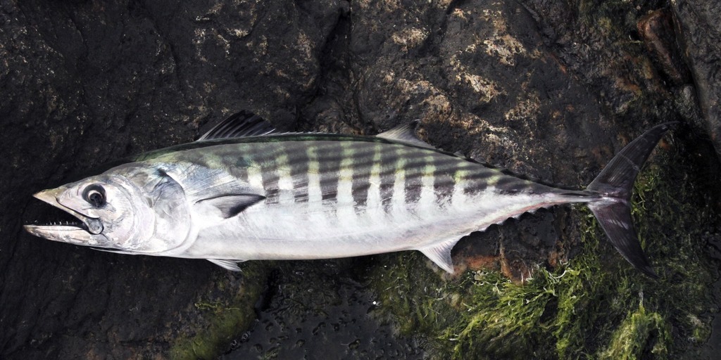 Atlantic Bonito from Varberg V, Sweden on September 10, 2015 by ...