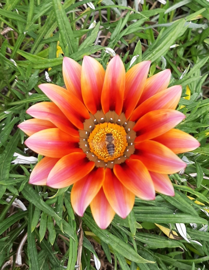 Treasure Flower from Cola Beach on April 24, 2020 at 12:41 PM by ...