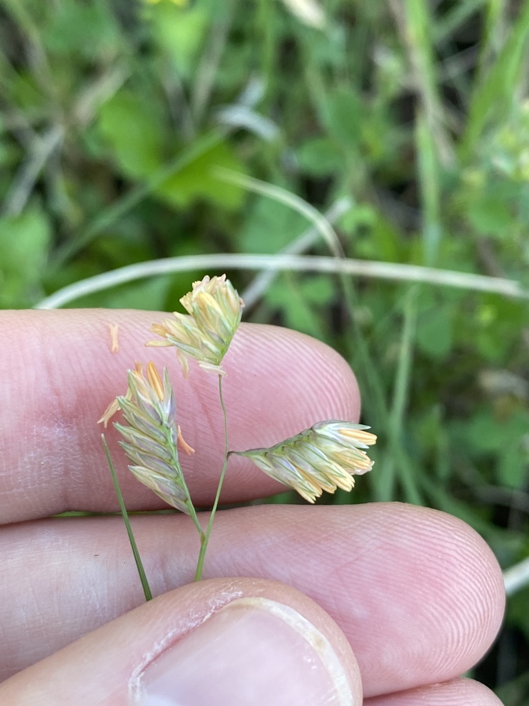 buffalograss in April 2020 by naturebugs · iNaturalist