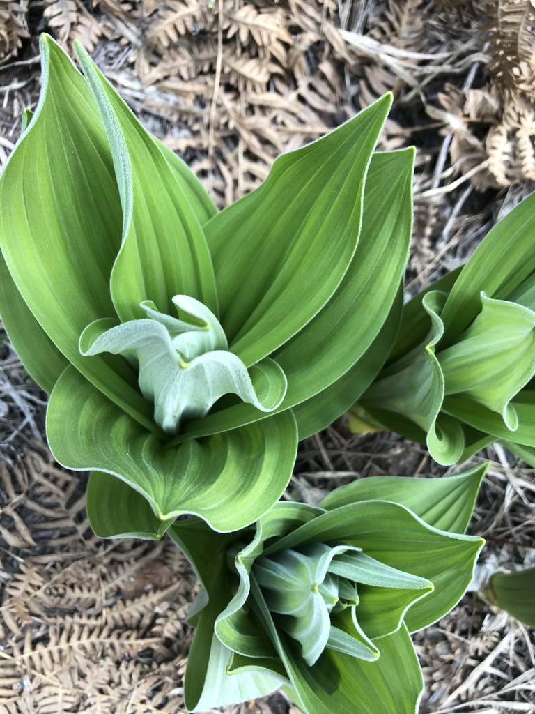 Corn Lily from Valley County, US-ID, US on April 20, 2020 at 07:31 PM ...