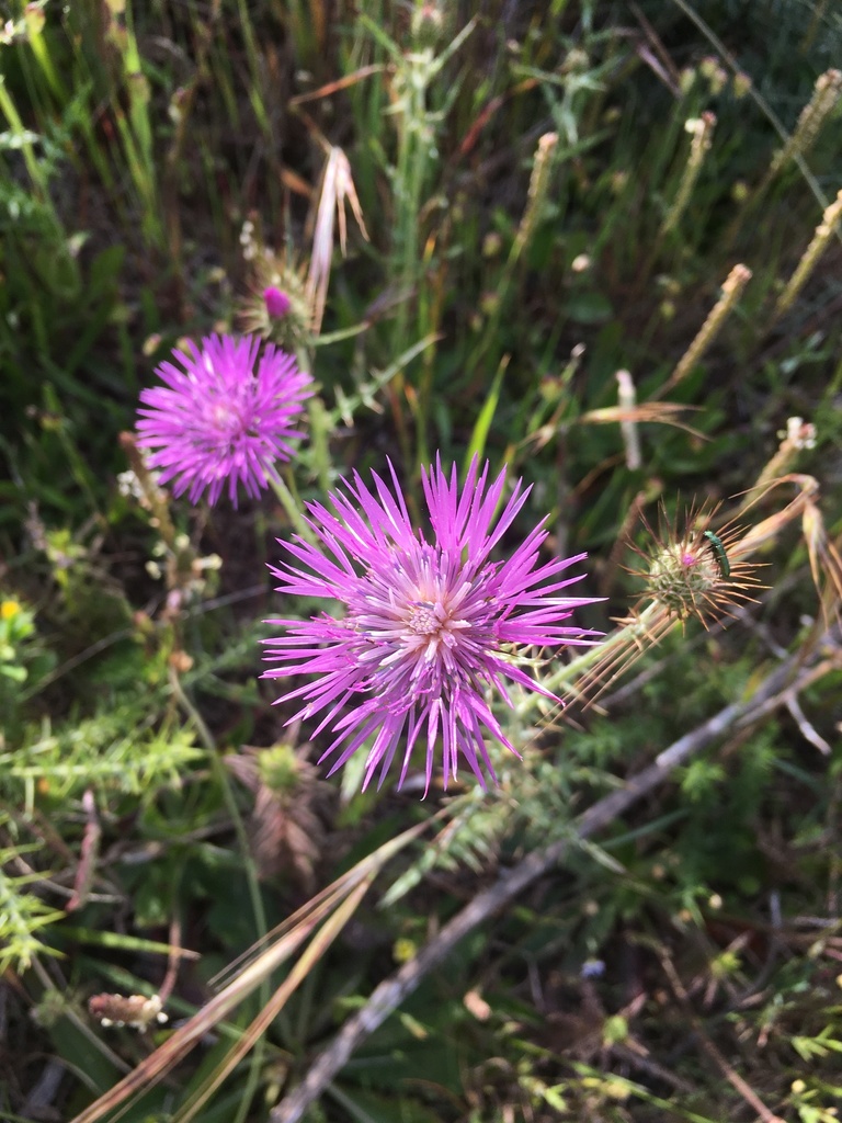 Boar Thistle from Southwest Alentejo and Vicentine Coast Natural Park ...