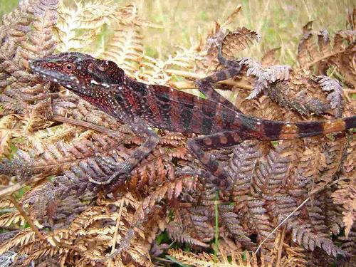 Ruida's Anole (Anolis megalopithecus) · iNaturalist