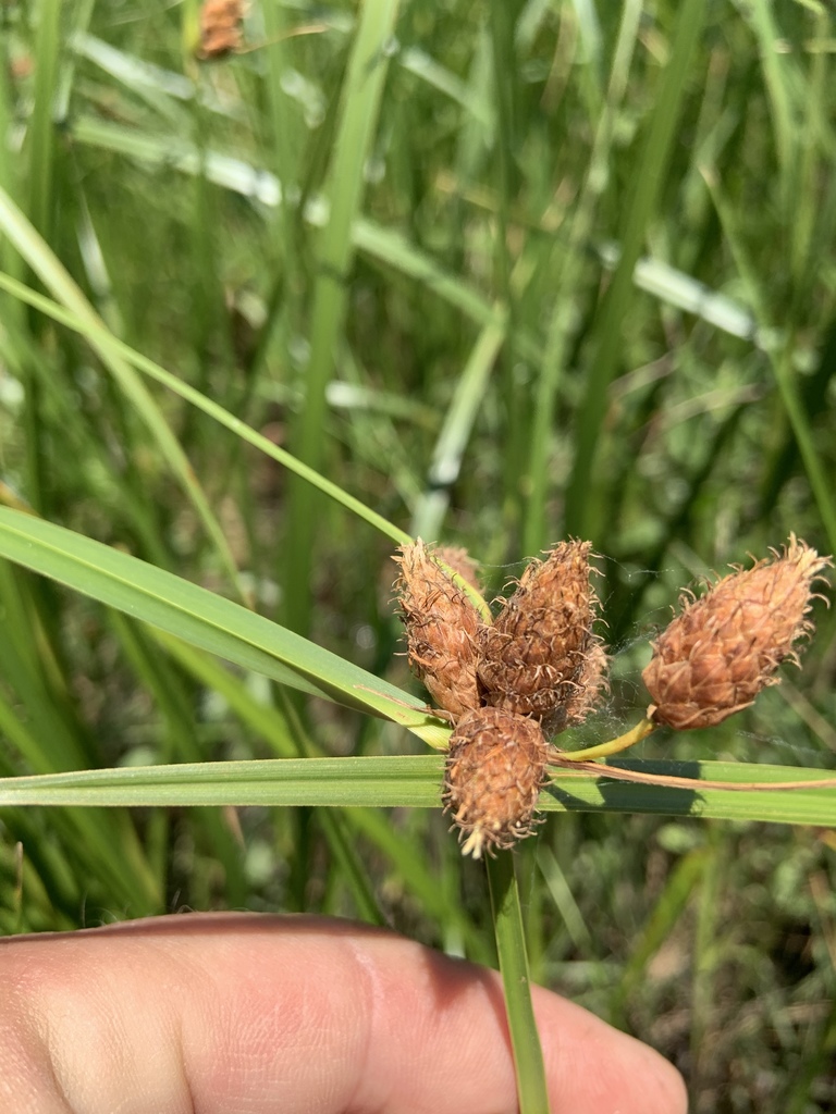 three-square bulrush from Bay City, TX, US on April 24, 2020 at 01:31 ...