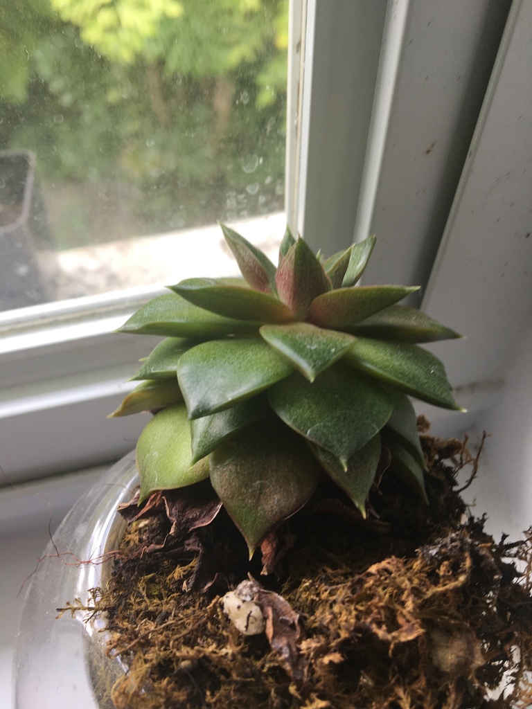 flowering plants from Isla Dorada, Coral Gables, FL, US on April 24 ...