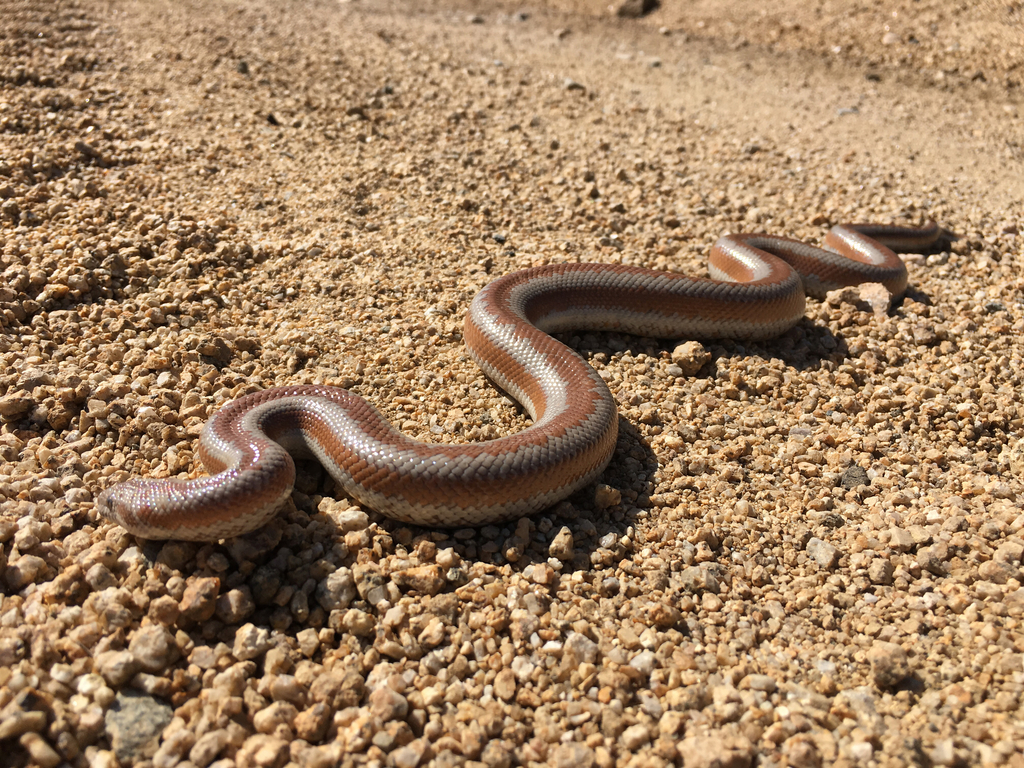 Coastal Rosy Boa from Joshua Tree National Park, Desert Center, CA, US ...