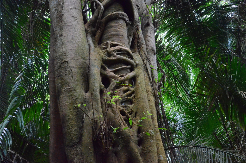 Florida Strangler Fig from Placencia, Belize on December 26, 2017 by ...