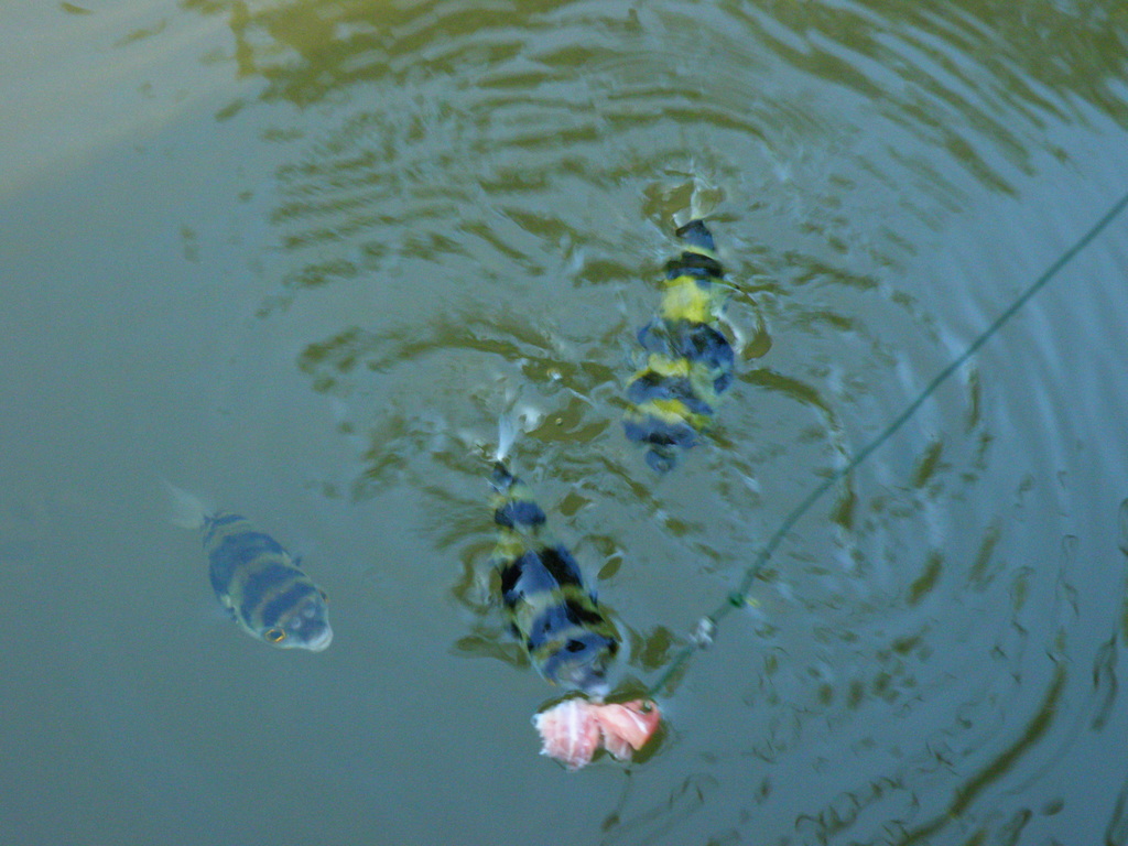 Amazon Puffer from Pastaza, Ecuador on August 26, 2008 at 04:30 PM by ...