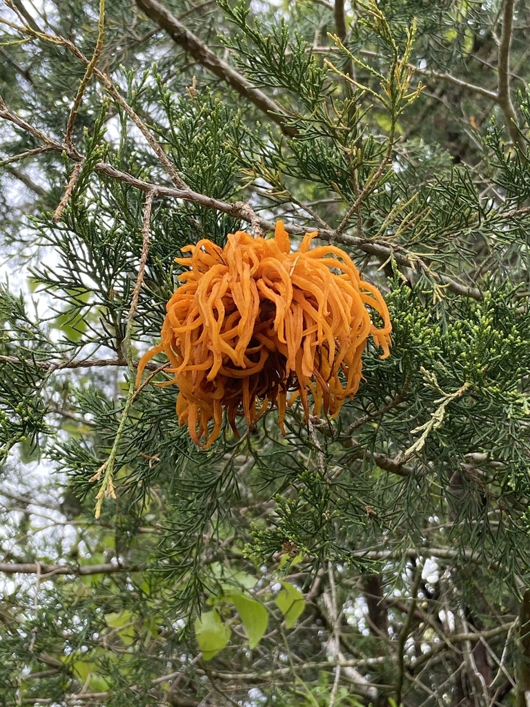 juniper-apple rust from Talley Rd, Wentworth, NC, US on April 20, 2020 ...