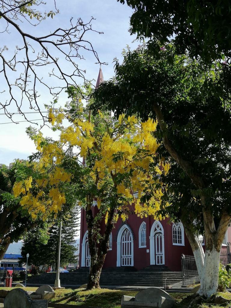 Golden shower tree from Provincia de Alajuela, Grecia, Costa Rica on ...