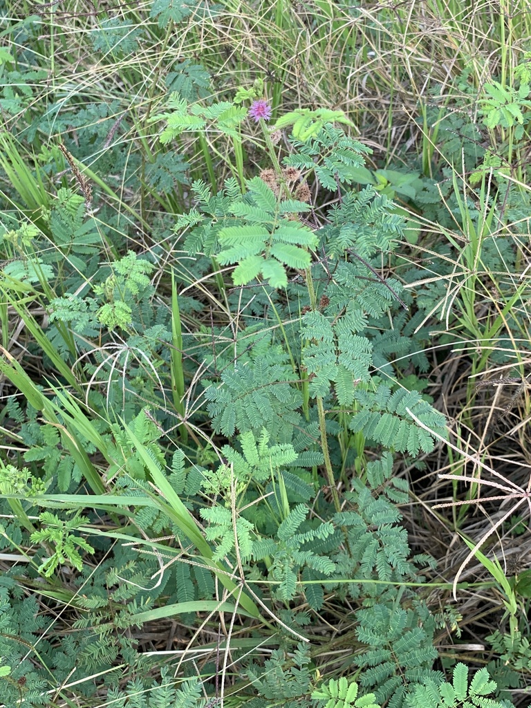 giant false sensitive plant from 中山高速公路, 仁德區, , TW on April 25, 2020 at ...