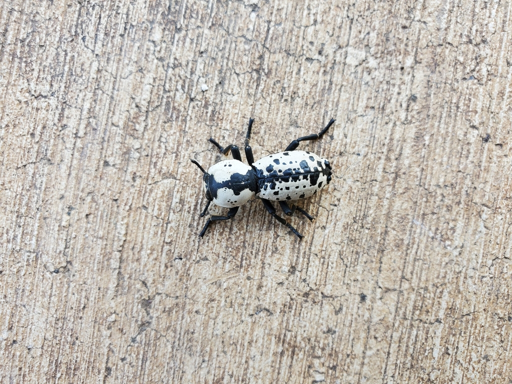 Zopherus nodulosus on April 24, 2020 at 05:32 PM by JR Dupler. On our ...