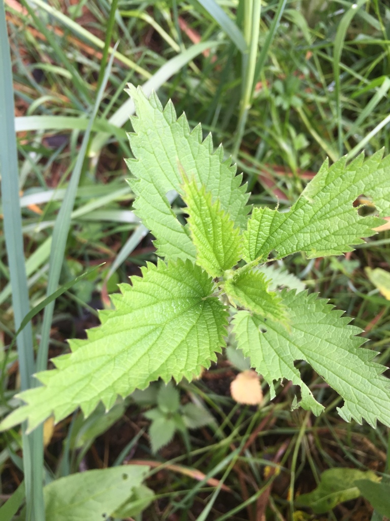 nettles from Cottage Grove, OR, US on April 24, 2020 at 04:36 PM by ...