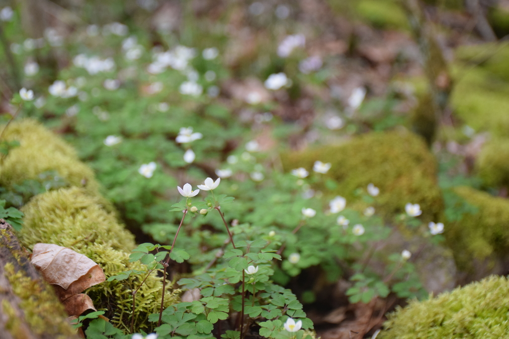 False Rue Anemone (Wildflowers of the Preserve at Shaker Village ...