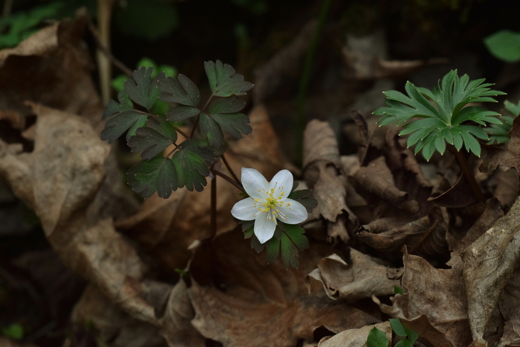 False Rue Anemone (Wildflowers of the Preserve at Shaker Village ...