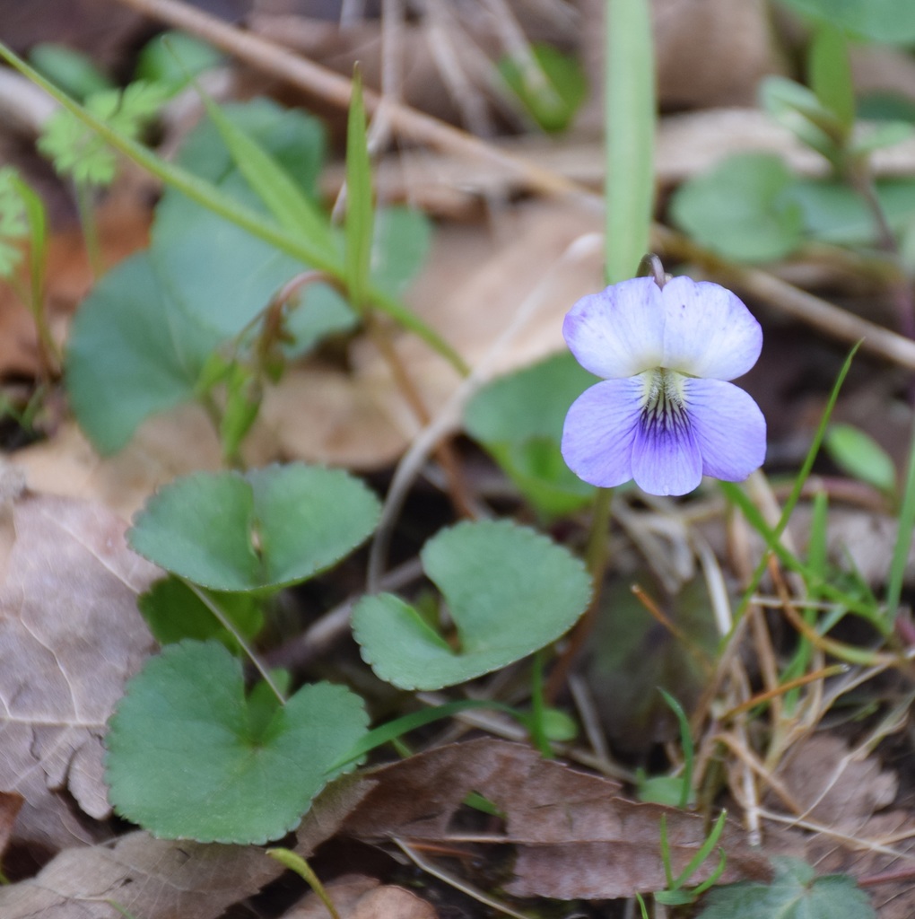 Common Blue Violet (Wildflowers of the Preserve at Shaker Village ...