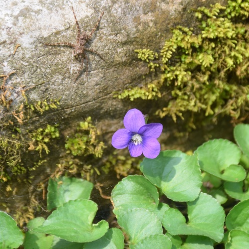Common Blue Violet (Wildflowers of the Preserve at Shaker Village ...