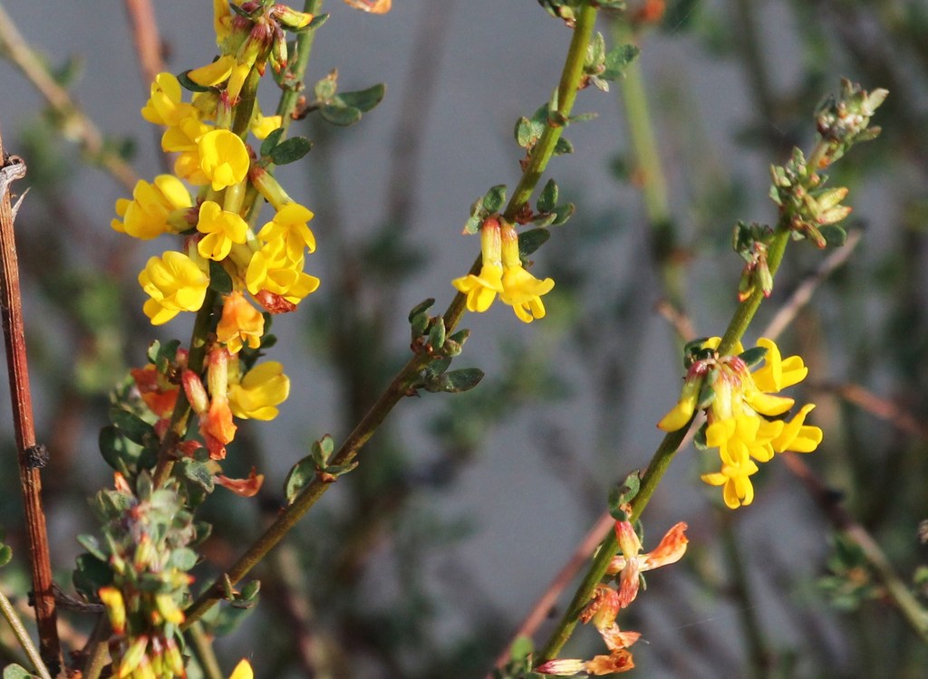 California broom from Border Field State Park, CA on February 22, 2014 ...