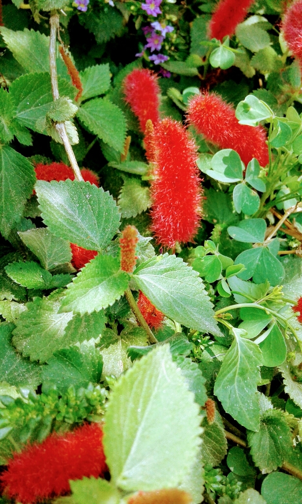 Chenille-plant from Lepaera on April 24, 2020 at 12:15 PM by Abigail ...