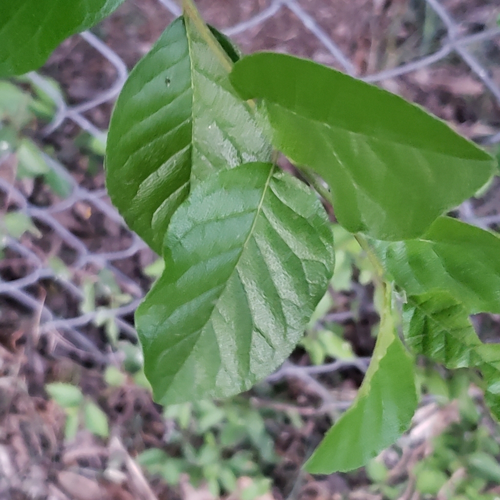 Anacua from Pharr, TX 78577, USA on April 24, 2020 at 08:03 PM by ...
