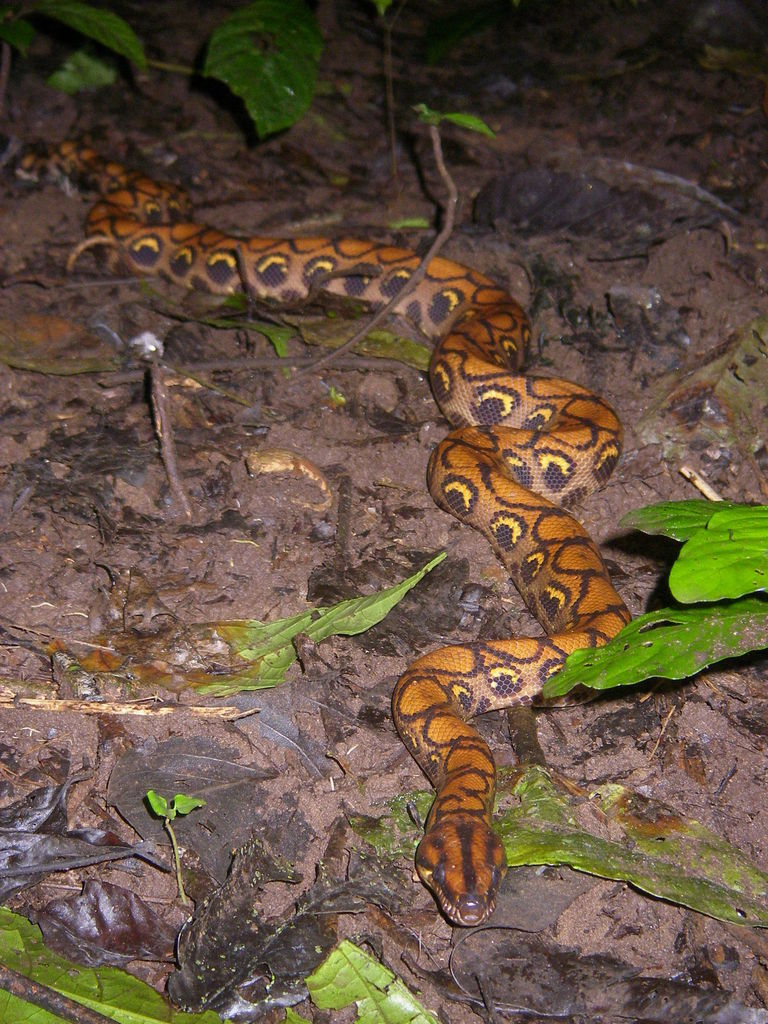 Western Rainbow Boa from Pastaza, Ecuador on May 20, 2008 at 10:15 PM ...