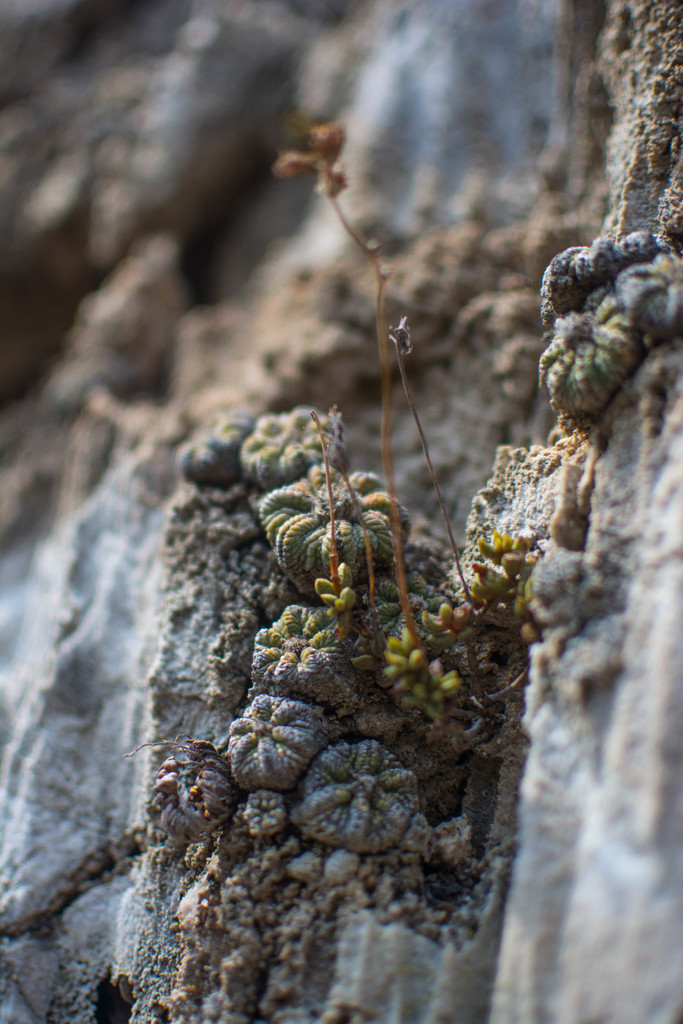 Aztekium ritteri in March 2018 by Leo Rodríguez · iNaturalist