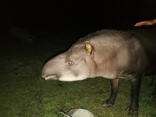 Colombian Tapir (Subspecies Tapirus terrestris colombianus) · iNaturalist