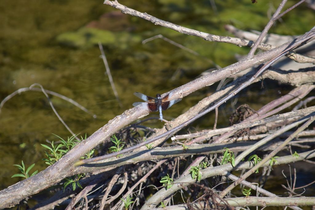 Widow Skimmer from Emory Adams Park on August 25, 2016 by srmyers ...