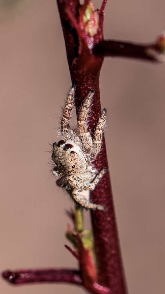 Paradise Jumping Spiders from Orr School Park, Las Vegas, NV, US on ...