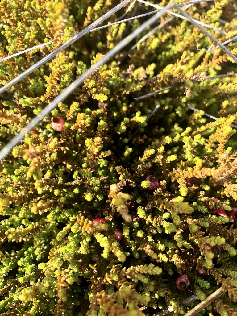 pygmy pine from Tongariro National Park, Waikato, NZ on March 16, 2020 ...