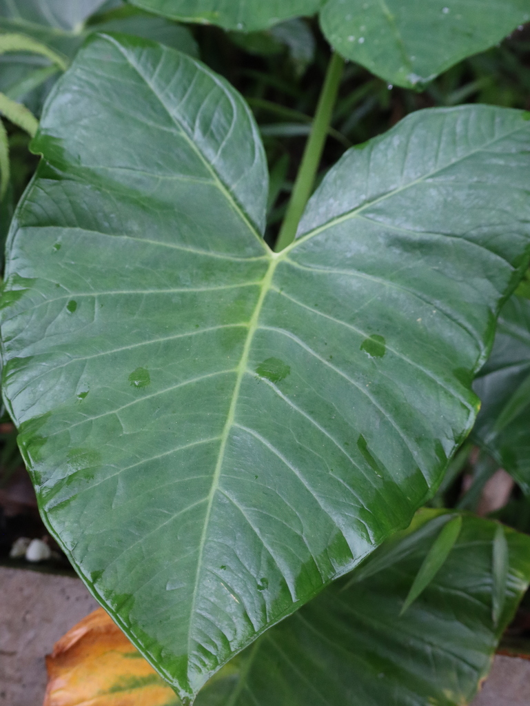 Arrowleaf Elephant's Ear from 312台灣新竹縣橫山鄉63 on April 24, 2020 at 12:33 ...