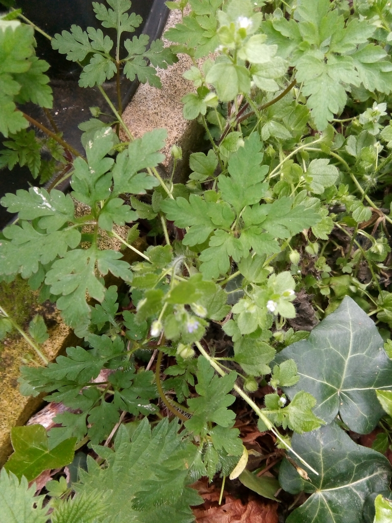 Herb Robert from The Bell Inn, Ash, Martock TA12 6NS, UK on April 25 ...