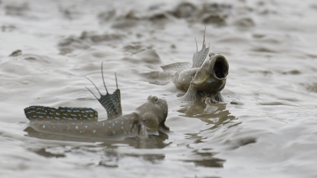Great Blue-spotted Mudskipper from 香港 on April 25, 2020 at 01:55 PM by ...