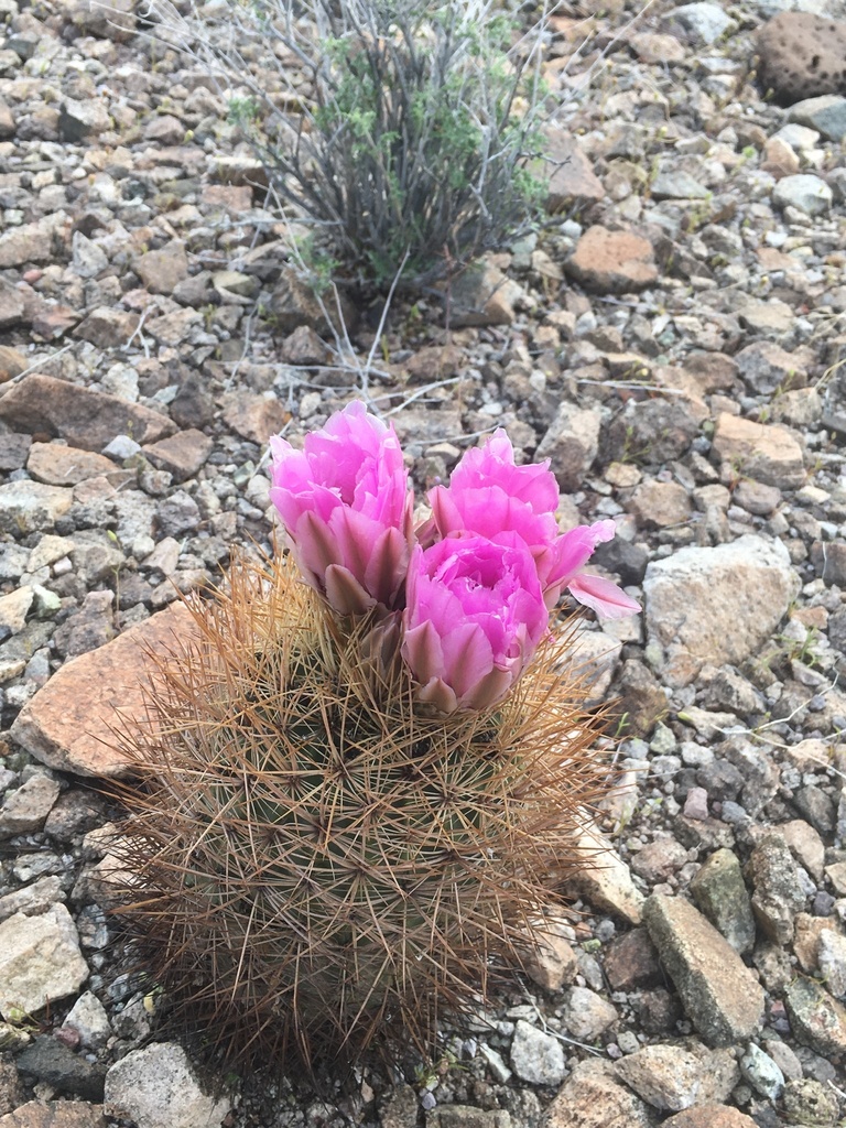 Johnson's Beehive Cactus in March 2020 by Gabriel Chollet · iNaturalist