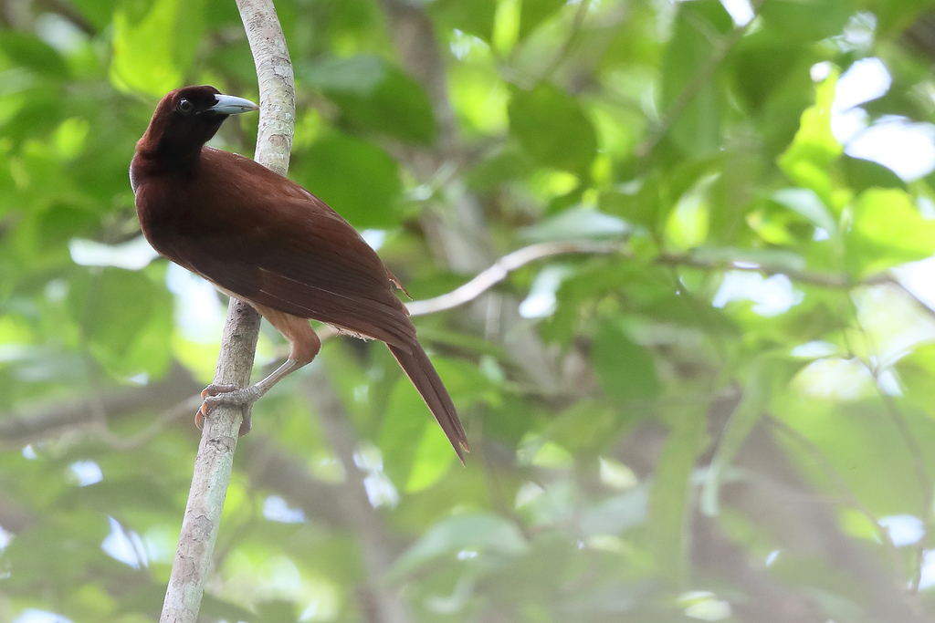Greater Bird Of Paradise Female