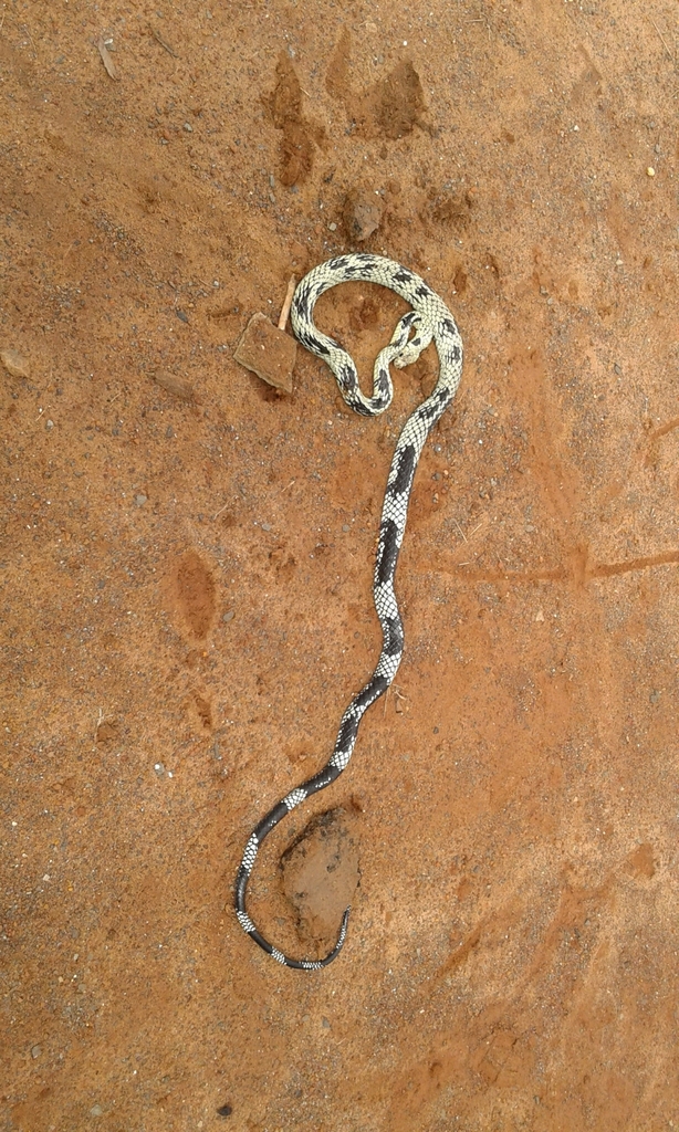 Chicken Snake from Parita on November 24, 2016 at 09:56 AM by Francisco ...