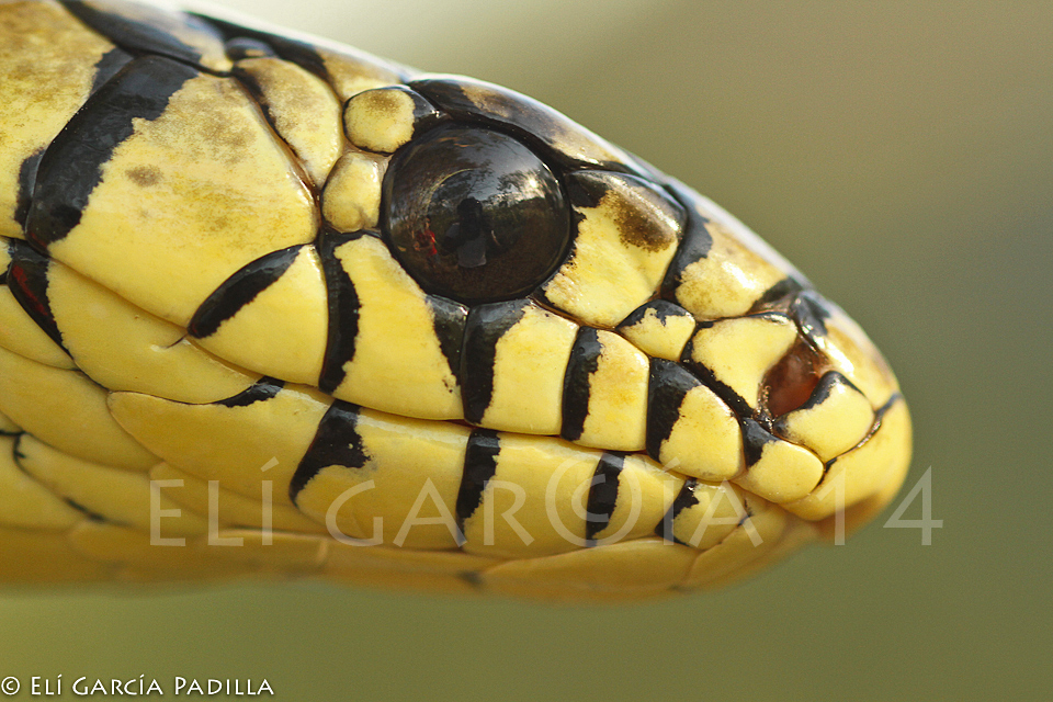 Serpiente Voladora