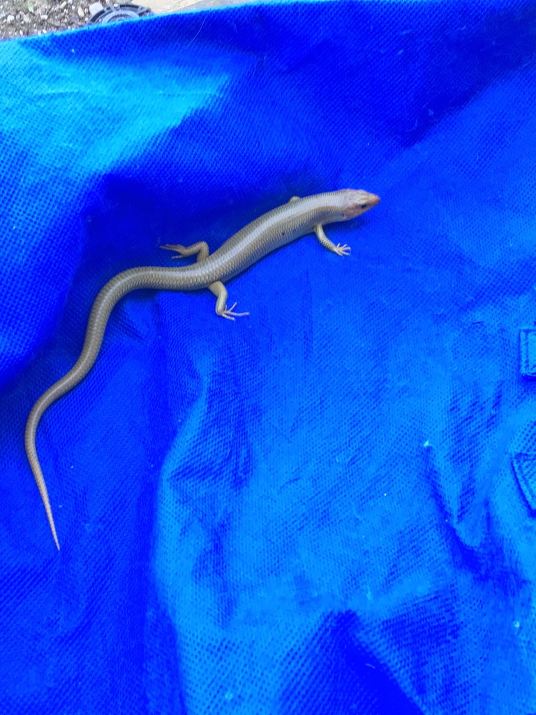 Gilbert's Skink in April 2020 by Megan Lassen · iNaturalist