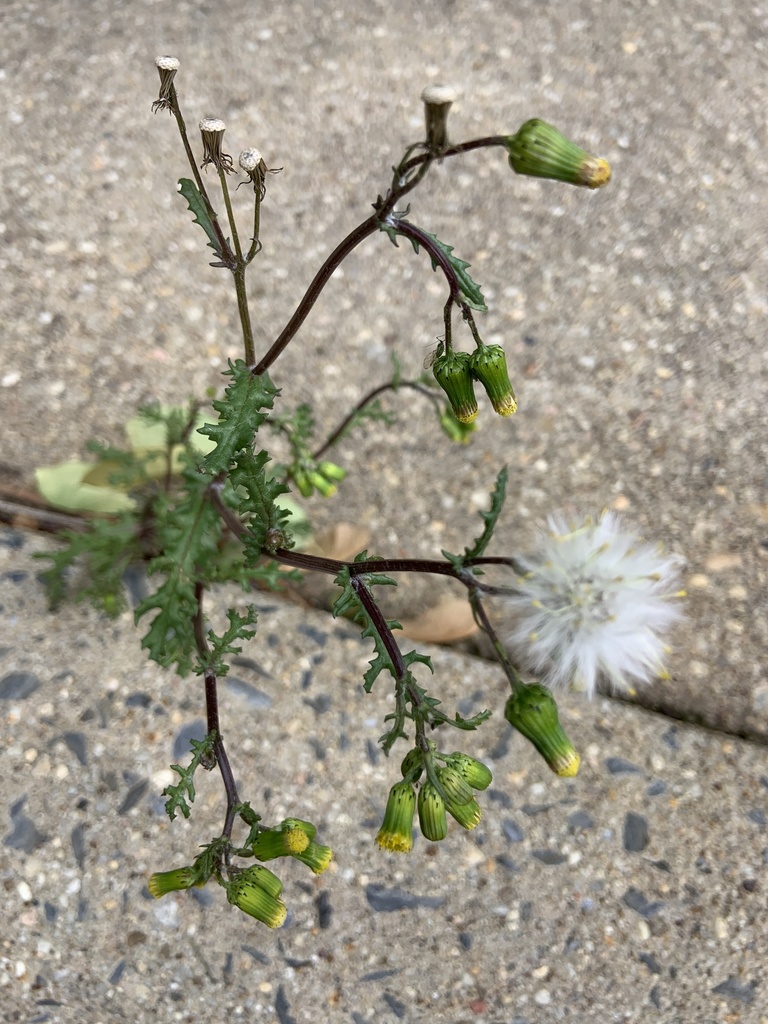 common groundsel from Grandview Ave, Silver Spring, MD, US on April 25 ...