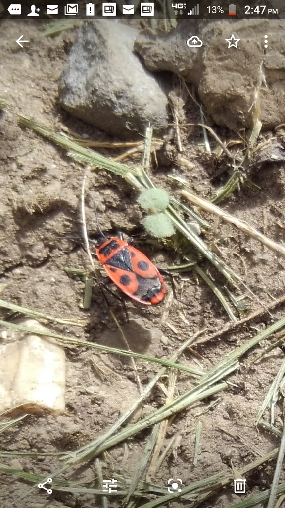 European Firebug from Hyde Park, UT, USA on April 25, 2020 at 02:54 PM ...