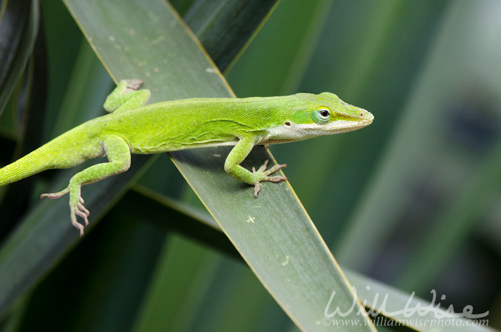 Green Anole from Athens, GA, USA on May 13, 2017 at 04:21 PM by William ...