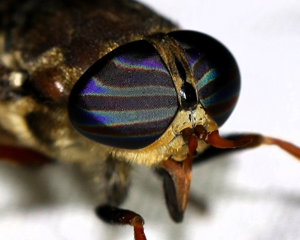 Tabanus trijunctus from Palm Beach County, FL, USA on April 24, 2020 at ...
