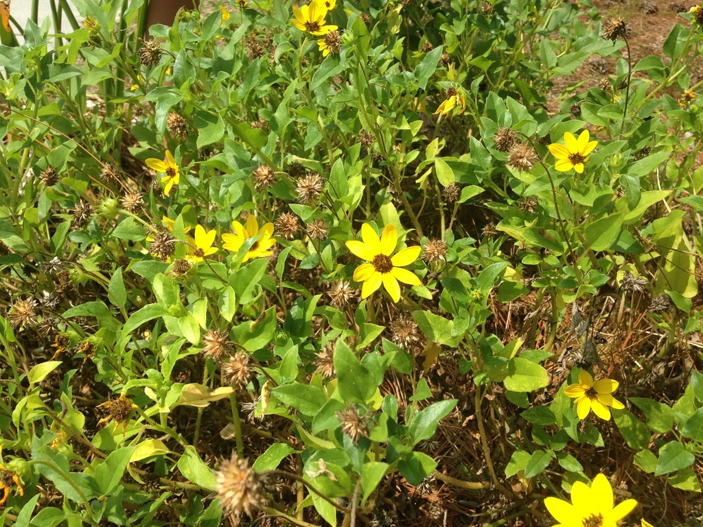 Dune Sunflower (SPC Florida Plants ) · iNaturalist