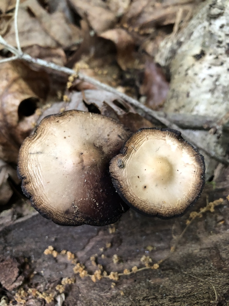 Psychedelic Ovoid Mushroom from Chatham County, US-NC, US on April 25 ...