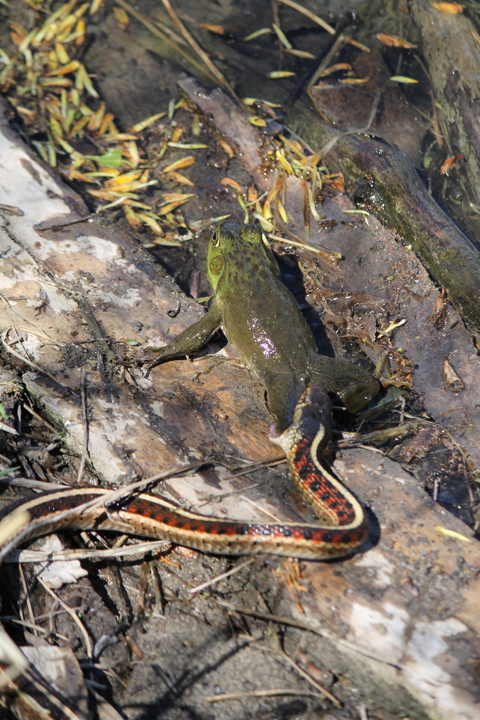 Red-sided Garter Snake from Lancaster County, NE, USA on April 25, 2020 ...