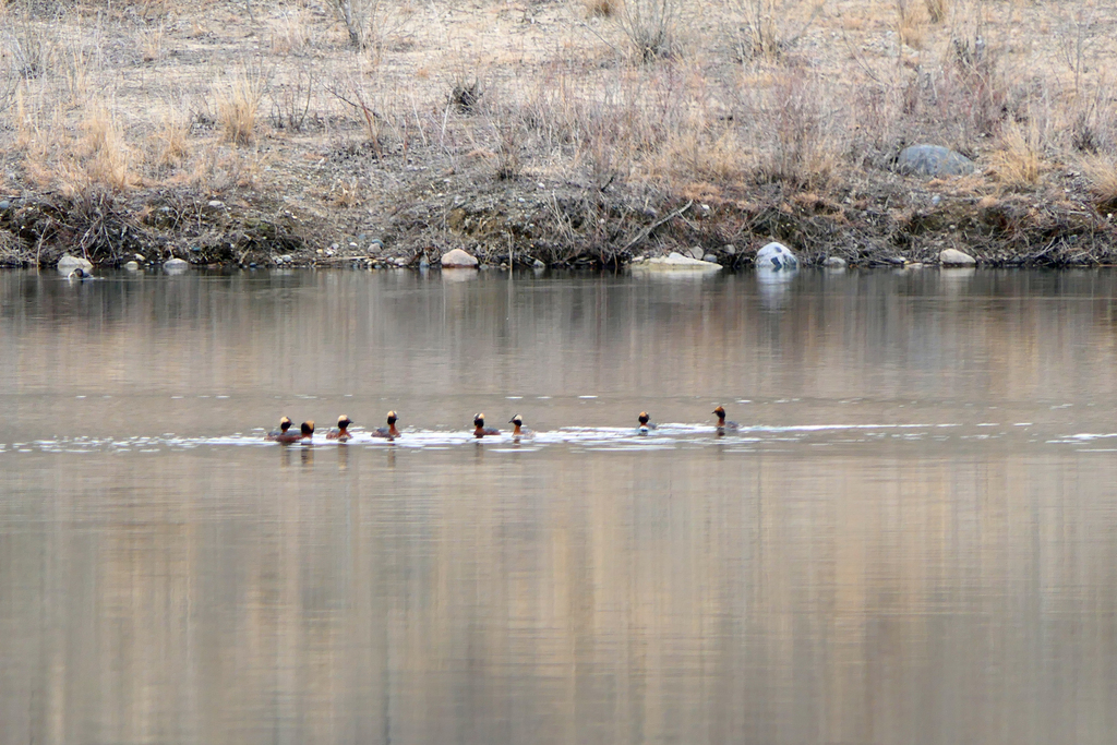 Horned Grebe from Felton, MN 56536, USA on April 25, 2020 by Birgit ...